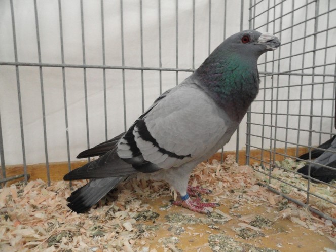 Foto’s Kampioenen | Sierduif.nl