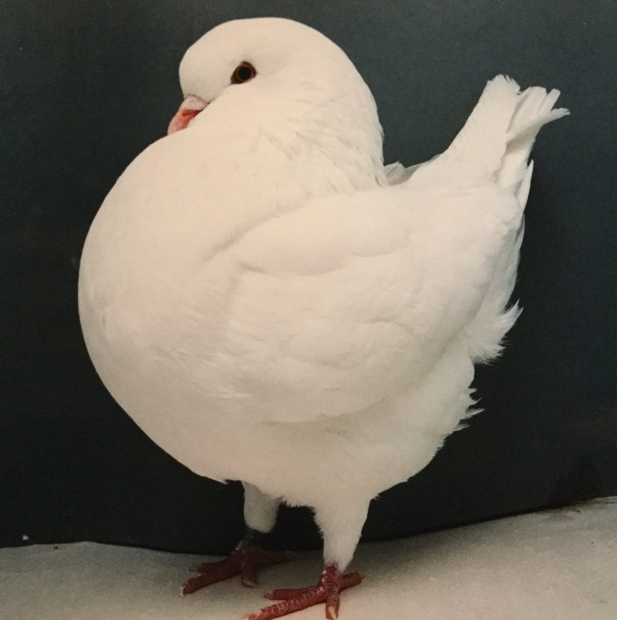 Foto’s Kampioenen | Sierduif.nl