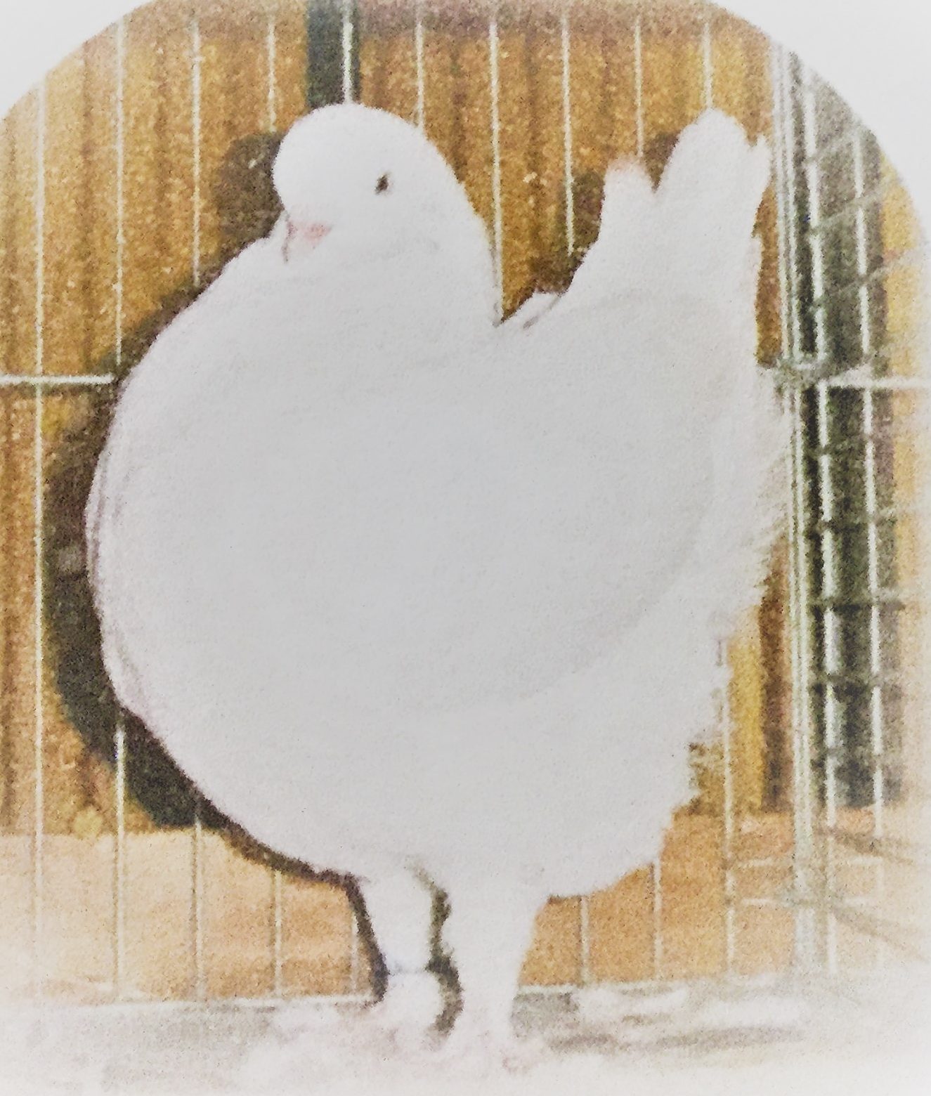 Foto’s Kampioenen | Sierduif.nl