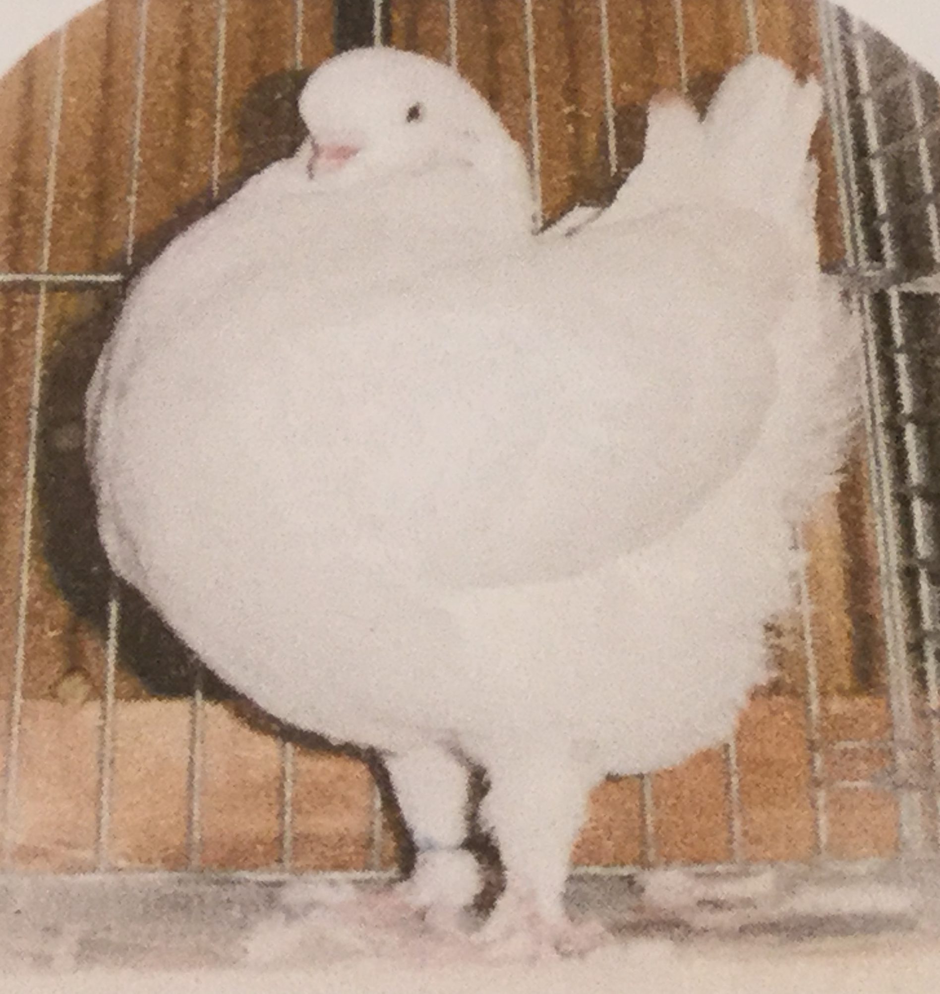 Foto’s Kampioenen | Sierduif.nl