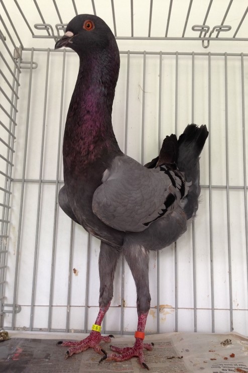 Foto’s Kampioenen | Sierduif.nl