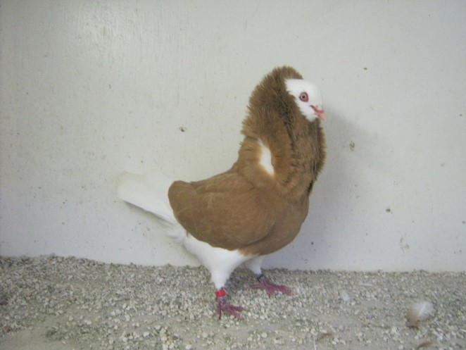 Foto’s Kampioenen | Sierduif.nl