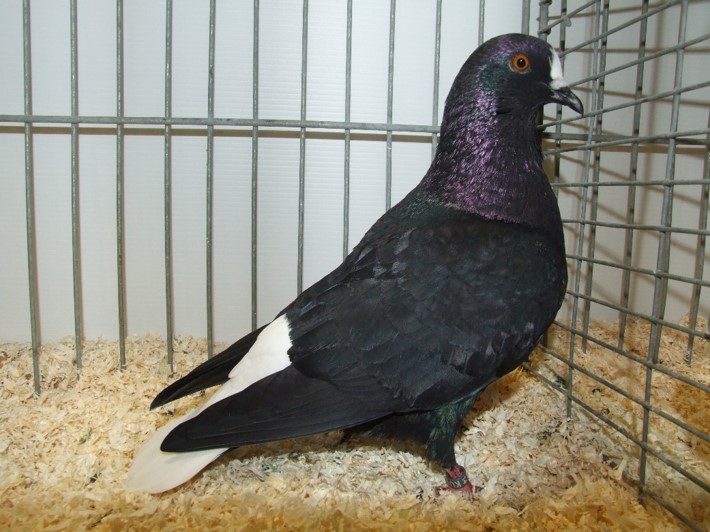 Foto’s Kampioenen | Sierduif.nl