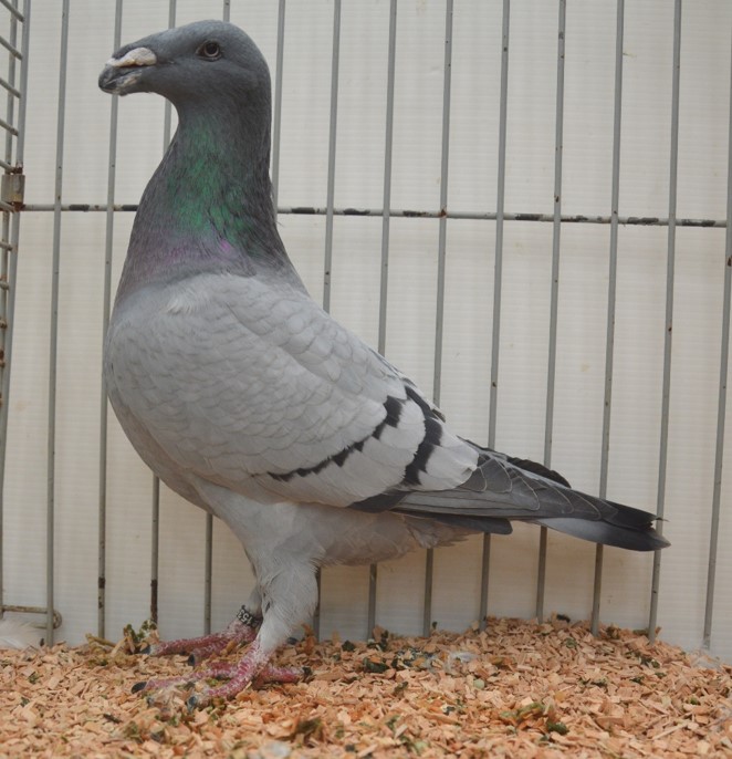 Foto’s Kampioenen | Sierduif.nl