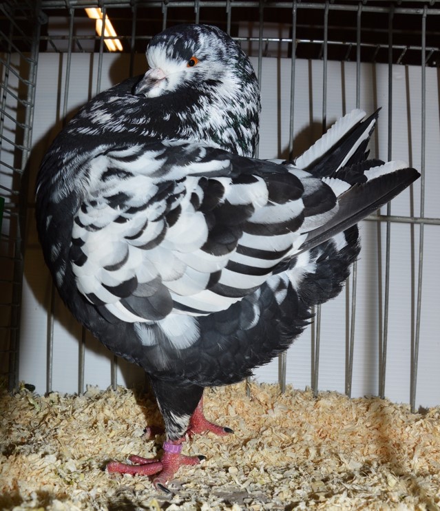 Foto’s Kampioenen | Sierduif.nl