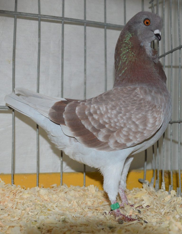 Sierduif.nl – website van de NBS | Sierduif.nl