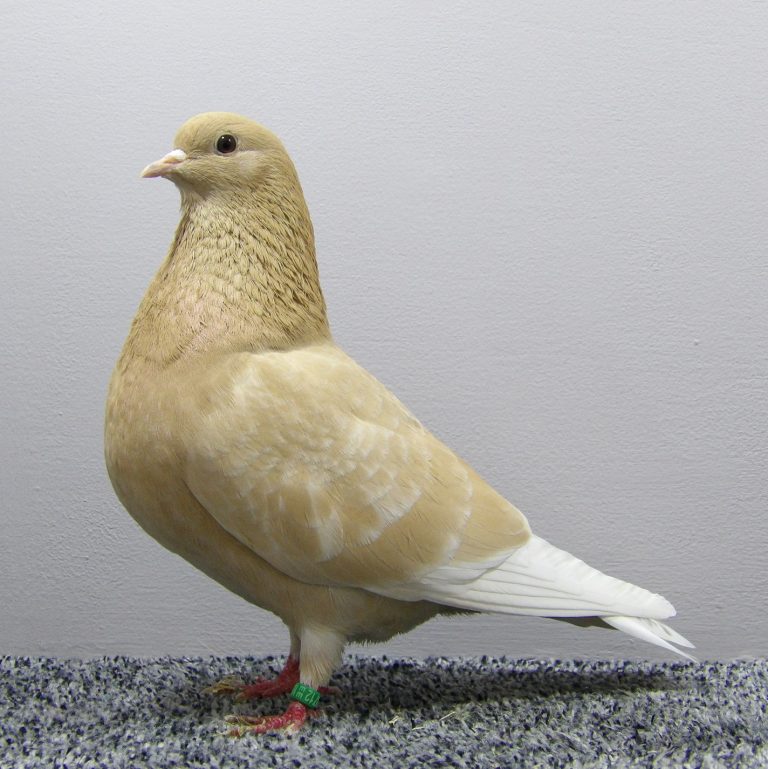 Sierduif.nl – website van de NBS | Sierduif.nl