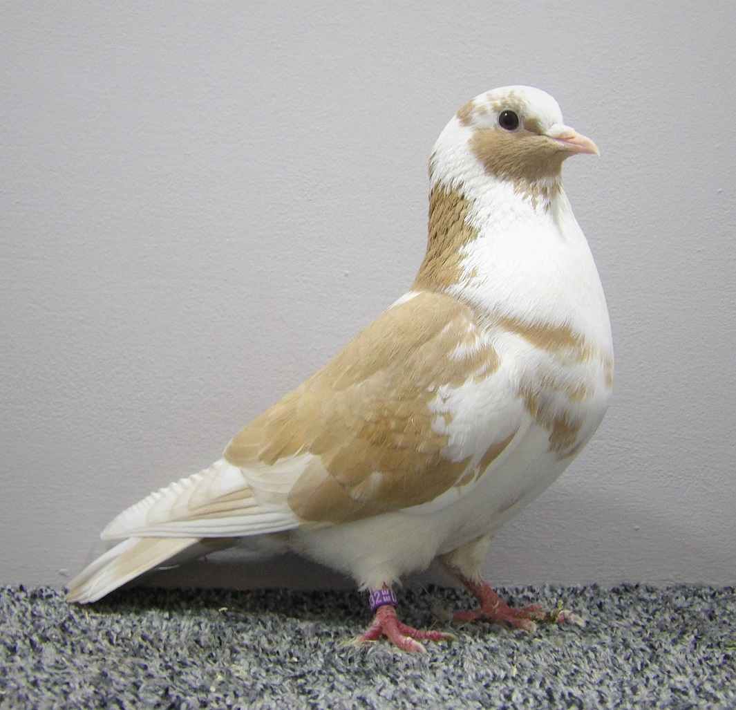 Foto’s prijswinnaars Bondsshow Wijchen | Sierduif.nl