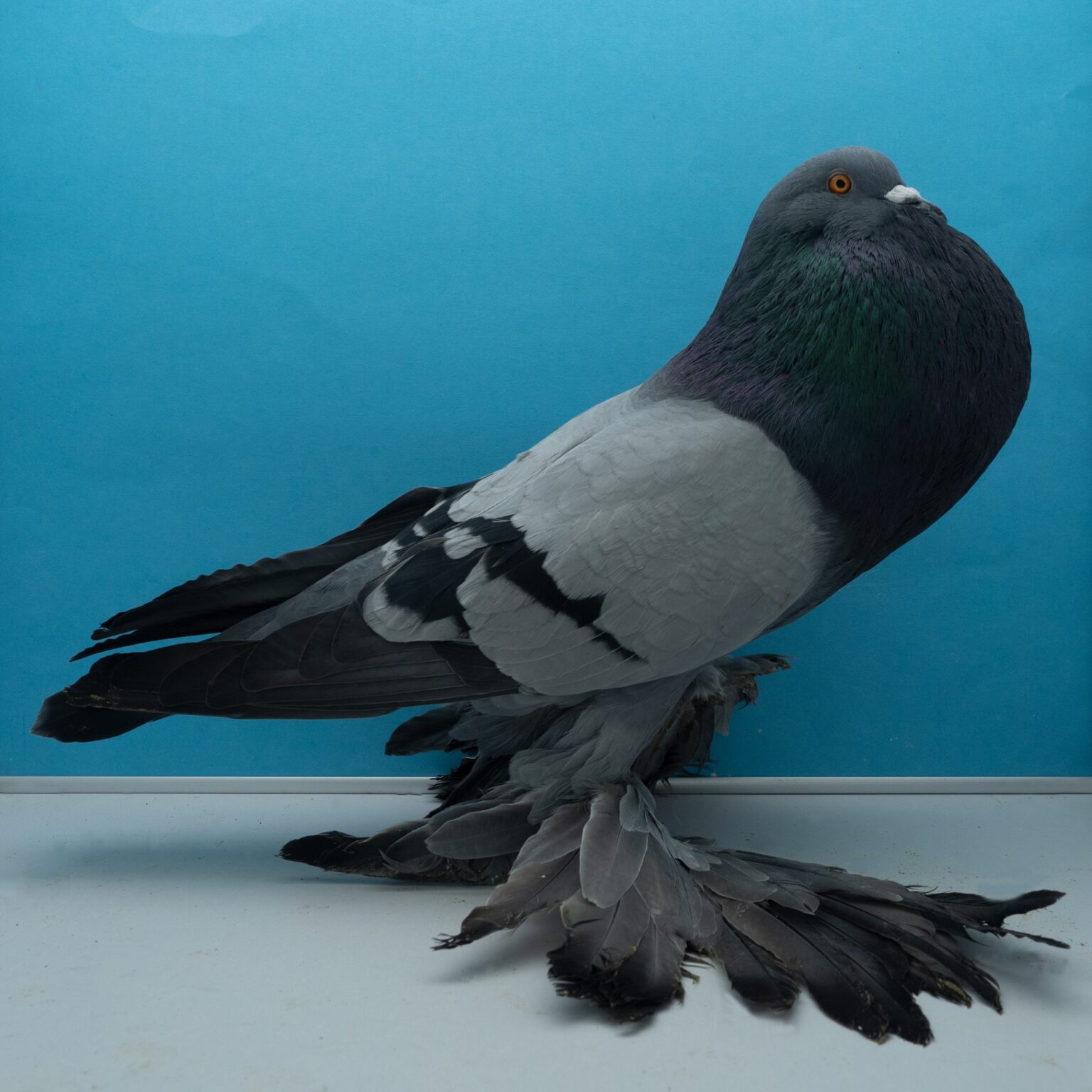 Sierduif.nl – website van de NBS | Sierduif.nl