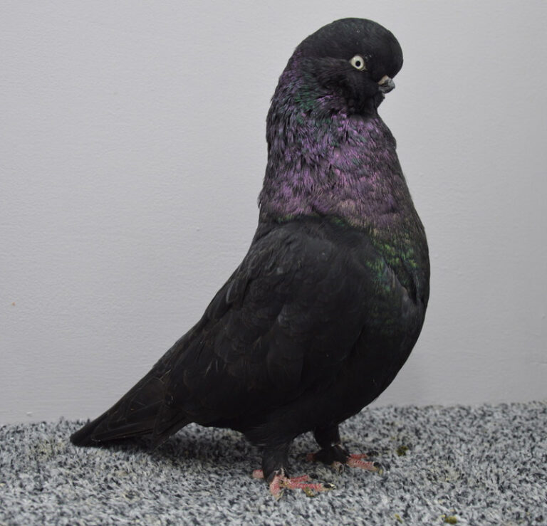 Sierduif.nl – website van de NBS | Sierduif.nl