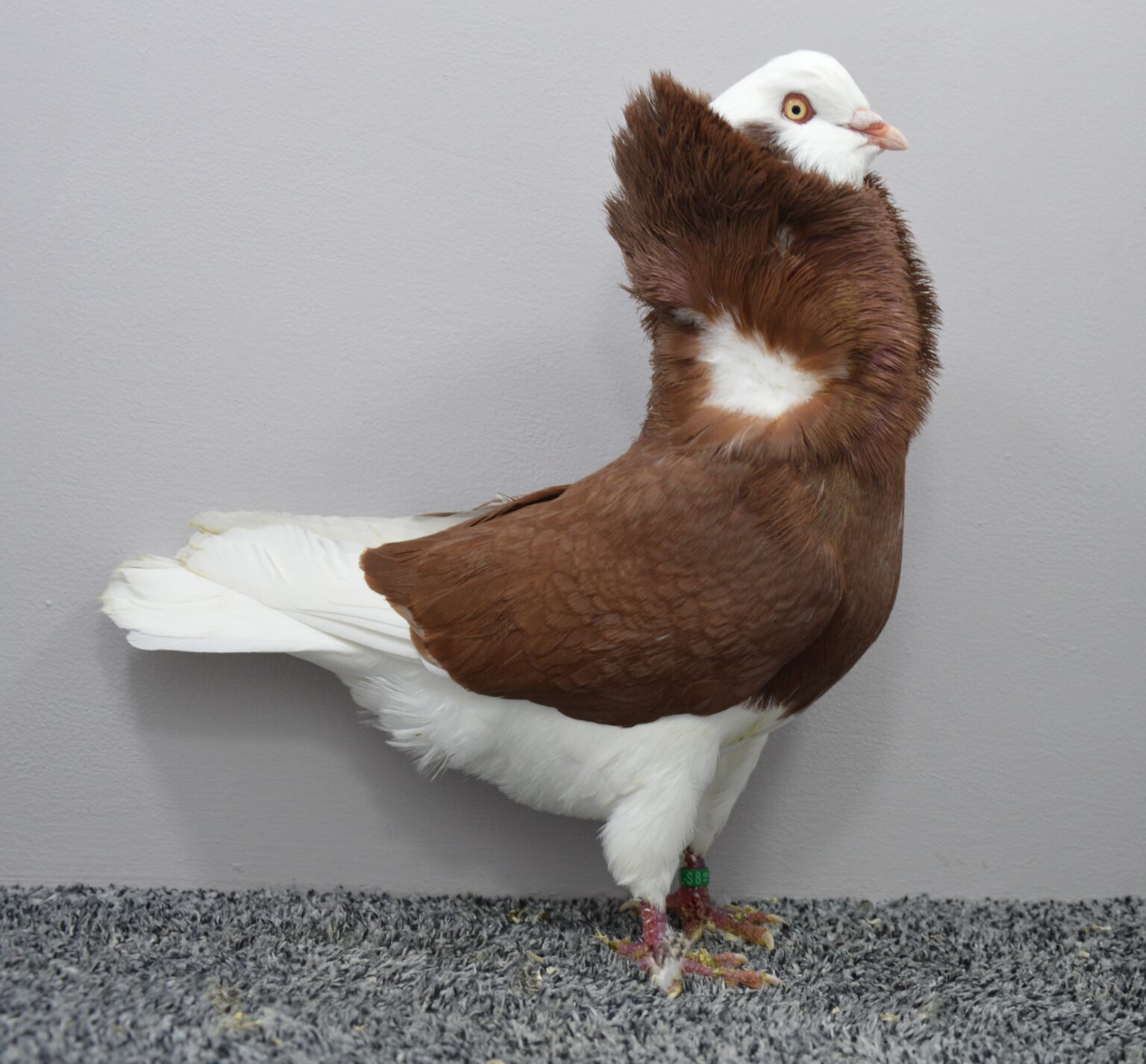 Sierduif.nl – website van de NBS | Sierduif.nl