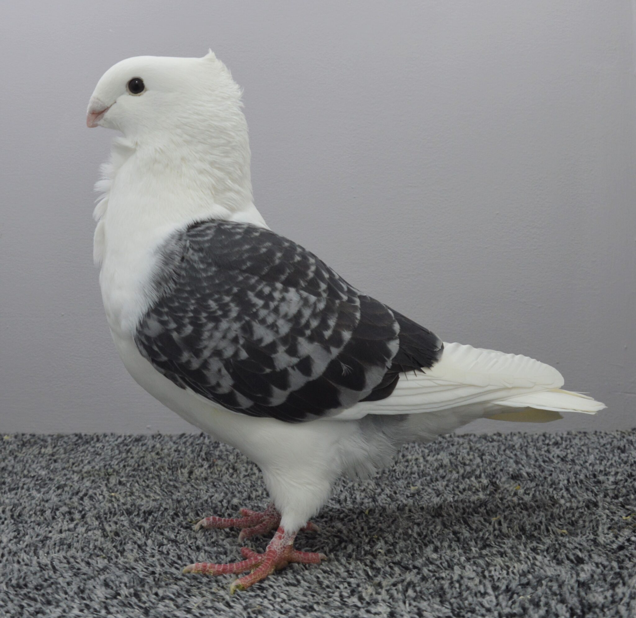 Sierduif.nl – website van de NBS | Sierduif.nl