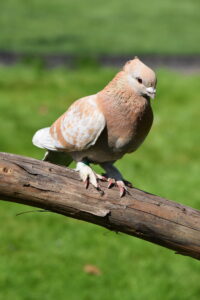 Sierduivenrassen | Sierduif.nl